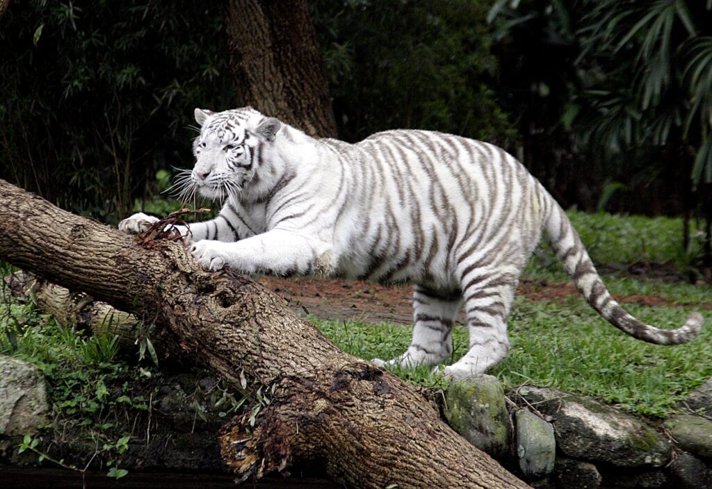 Zoo SP cria programação especial para férias de janeiro - Malu Visita